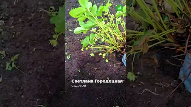 Советы по пересадке клубники от опытного садовода. Урожай увеличится в разы