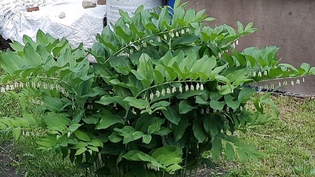 САД ПОД БАЛКОНОМ