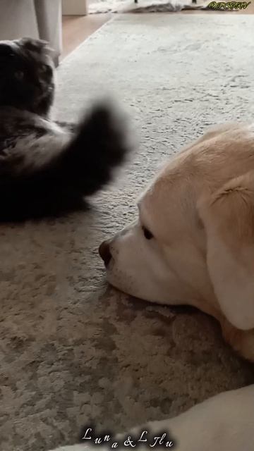 Лилу и Луна