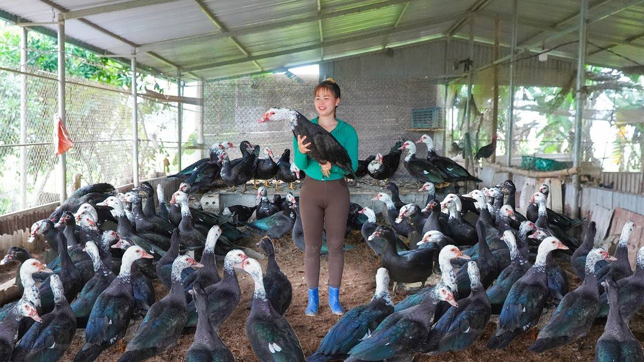 Неугомонная Ли Тье Тоан, из Вьетнама. Купила много гусей у фермера, для продажи на рынке.