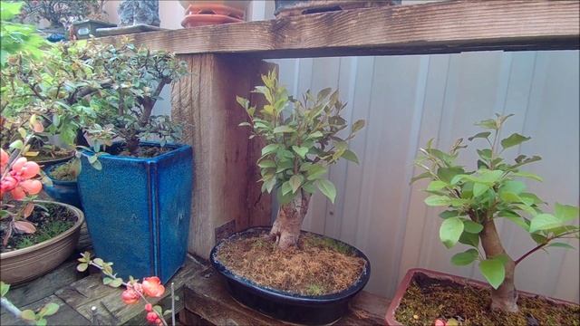 Бонсай вот такая весна озвучка 2 часть 2025 год