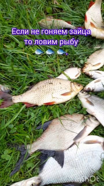 Если не гоняем зайца то ловим рыбу 🐟 🐟 🐟.