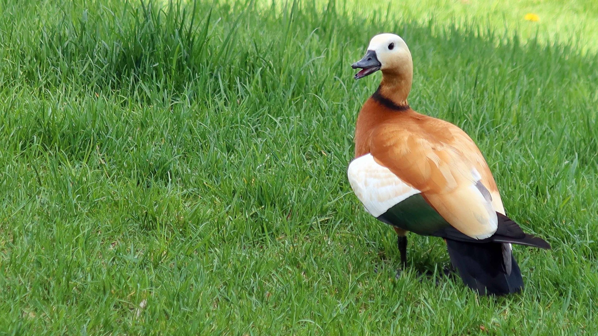 ПАКРАФТ ИВОЛГА-XL, первый раз