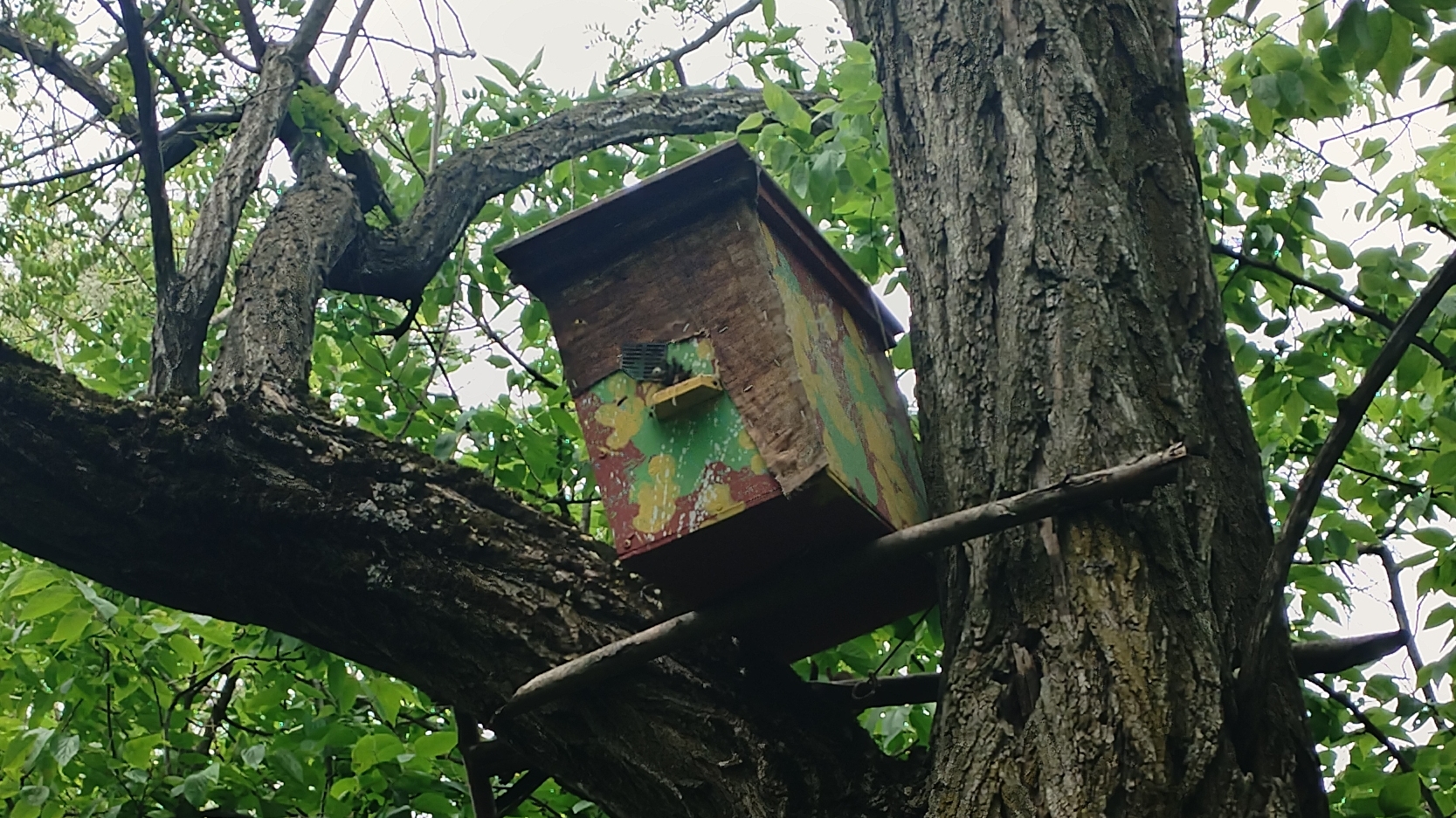 Поймал рой в ловушке.