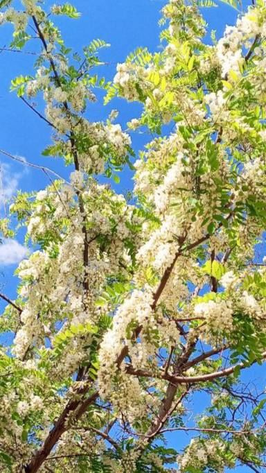 Тля кишит на акации