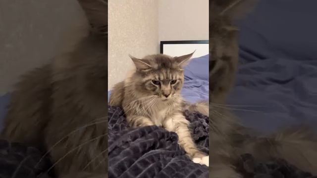 Топотун