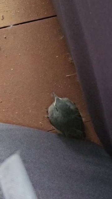 Птенцы пошли исследовать мир