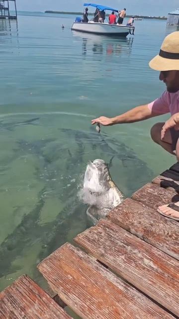 Ловля рыбы на живца.