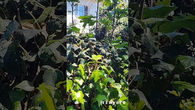 Как проснуться без будильника 🤭😄