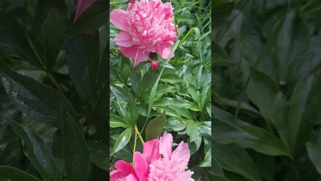 Мои цветущие в мае 2025