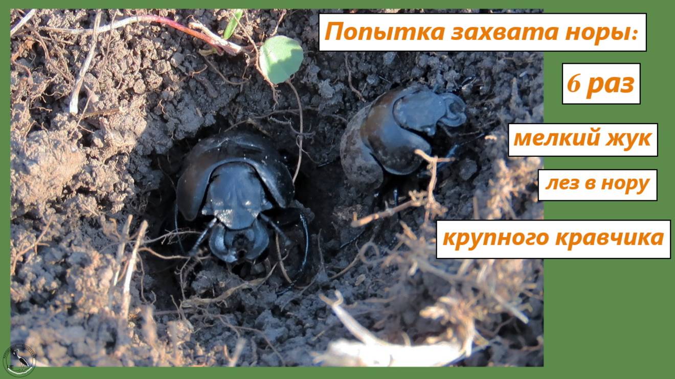 Борьба двух жуков-кравчиков