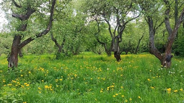 Москва. Яблоневый сад, одуванчики и никого... Май 2025