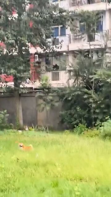 Собака или кролик