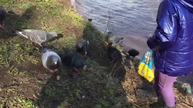 Аня кормит голубей.