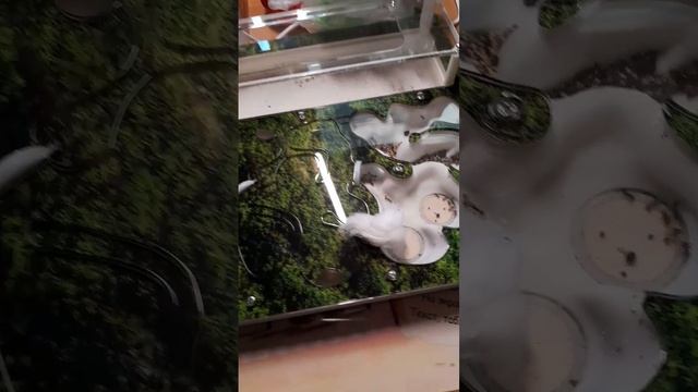 Уборка у муравьёв! Погибель трёх муравьёв.
