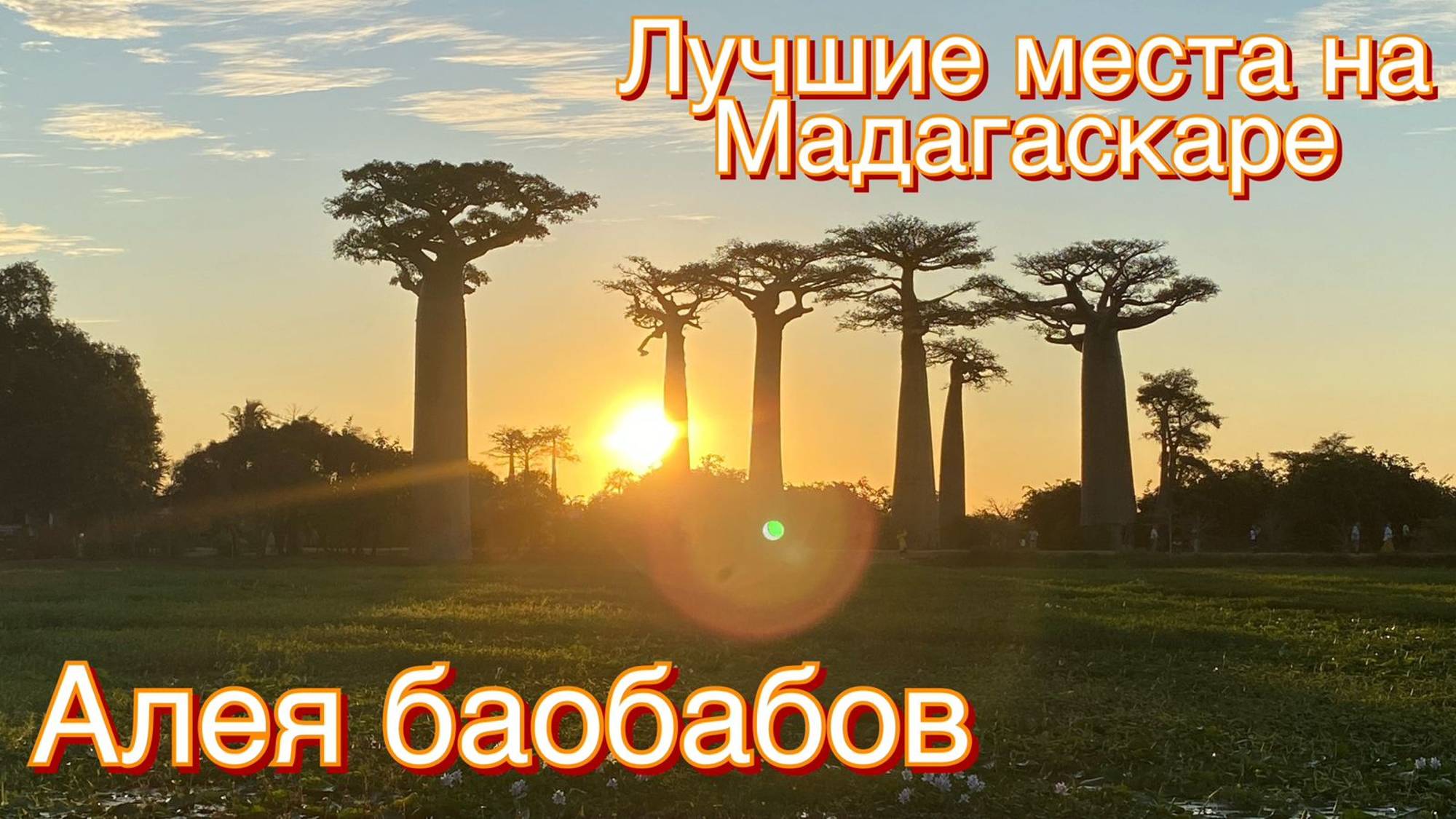 Лучшие места на Мадагаскаре. Алея баобабов.