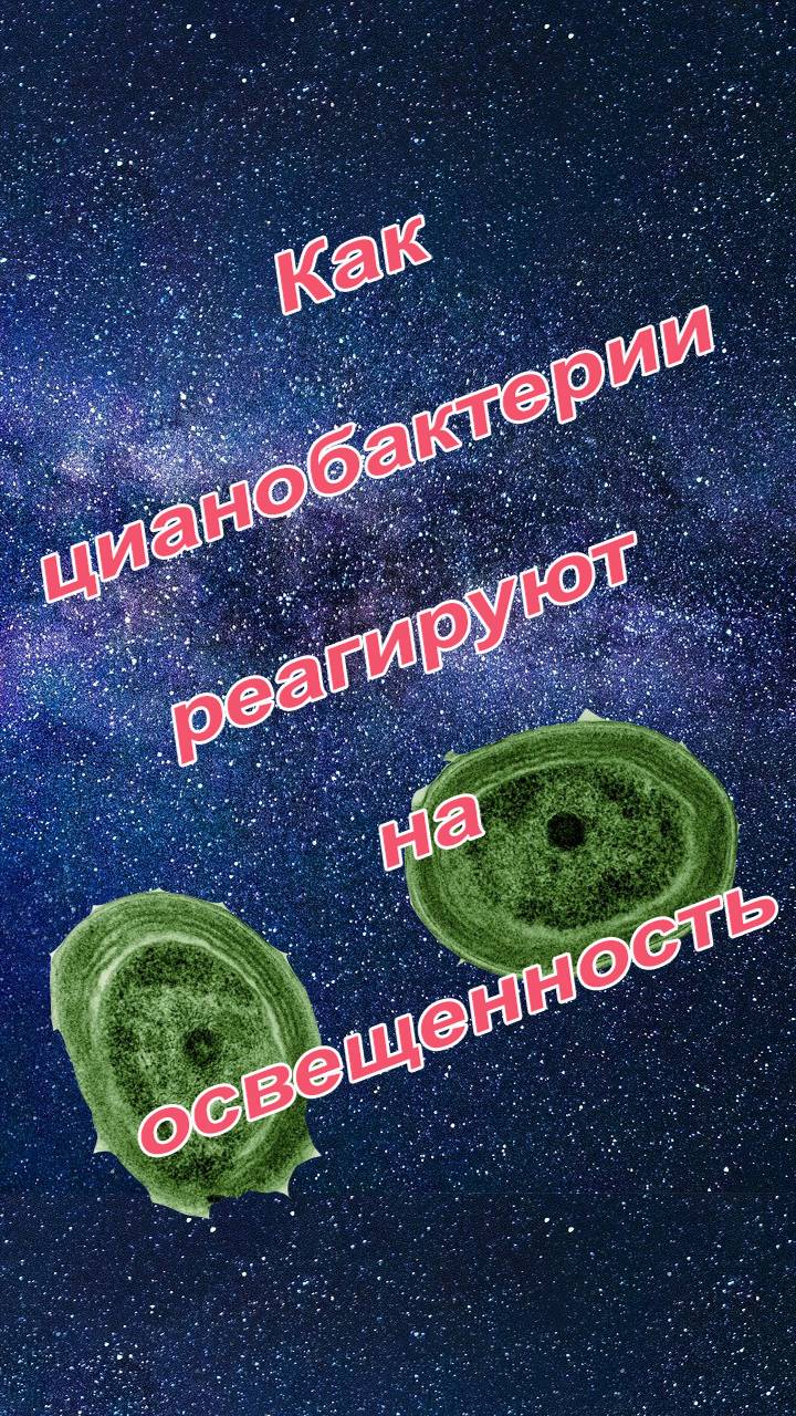 Как цианобактерии реагируют на изменение светового режима