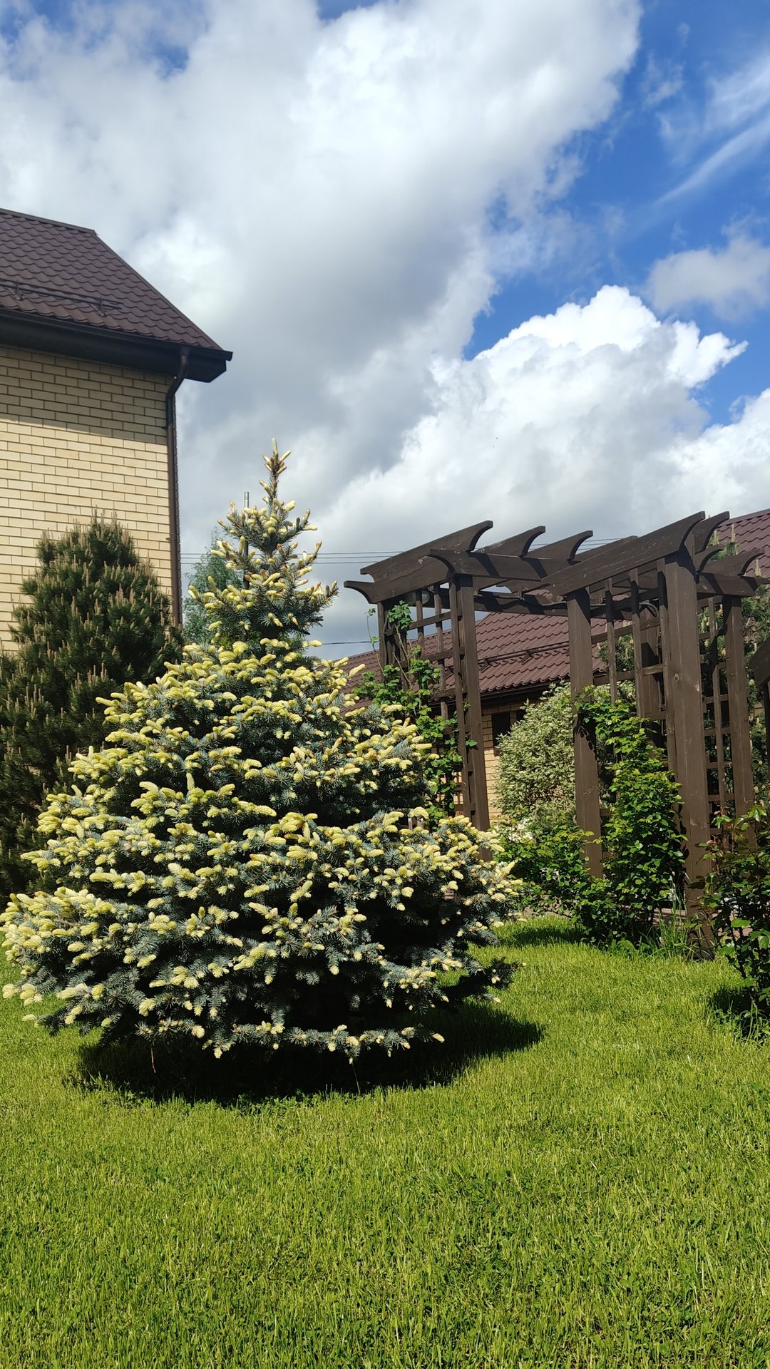 Ель Белобок в мае 🌿💚🤍