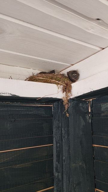 Птенцы зябликов уже осмелели и выходят погулять