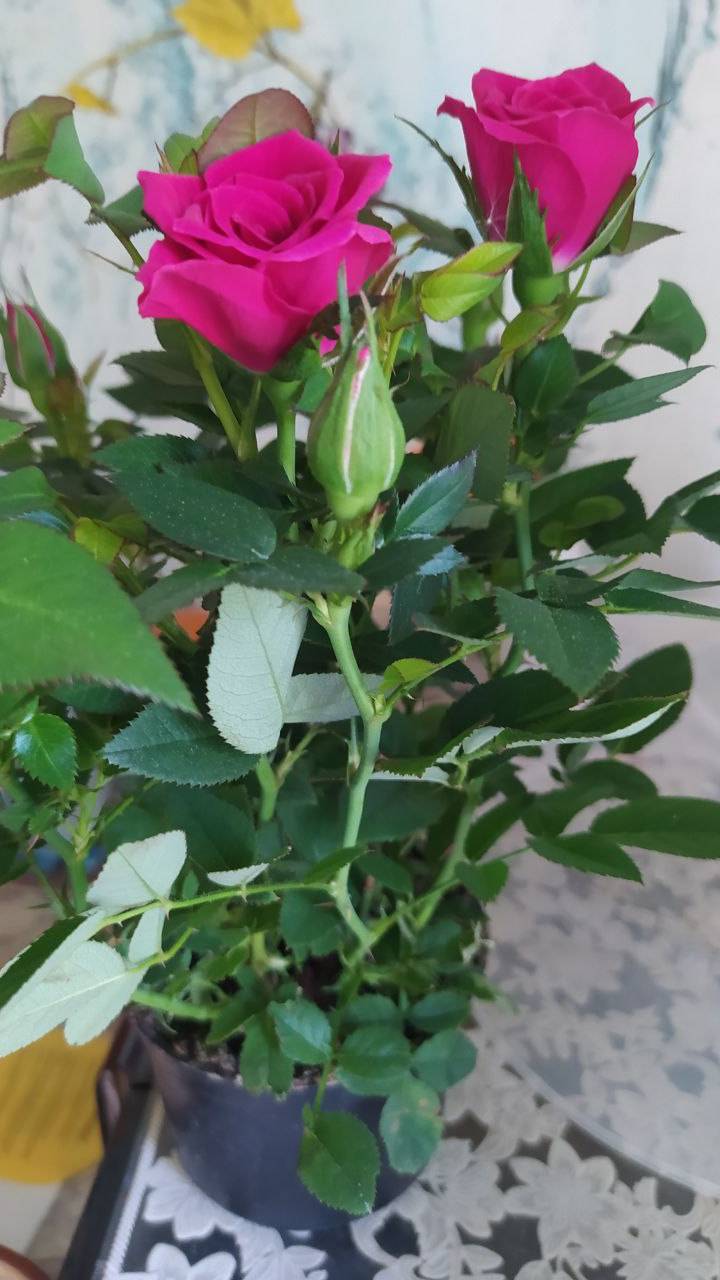 РОЗЫ из магазина Красное и Белое, пересадка.