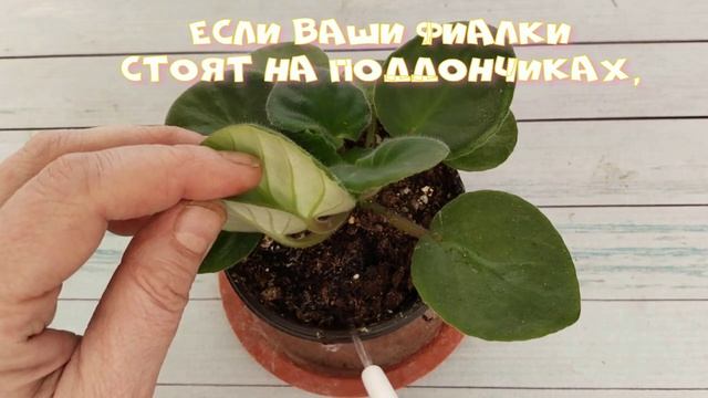 Как поливать фиалки/что цветет сейчас.