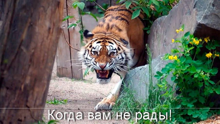 Непокорная тигрица Уссури вышла пообщаться с Максимусом, но сердится на посетителей.