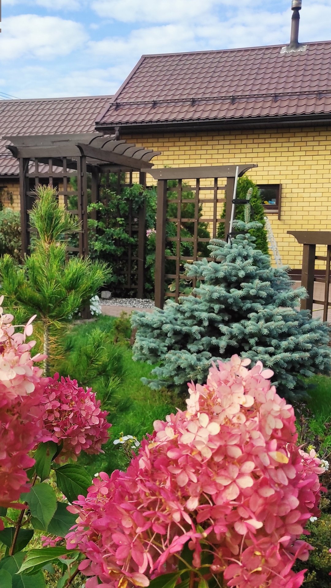 Садовые зарисовки 🌿