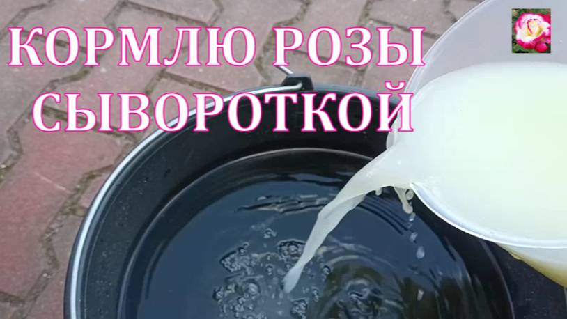 СЫВОРОТКА И РОЗЫ
