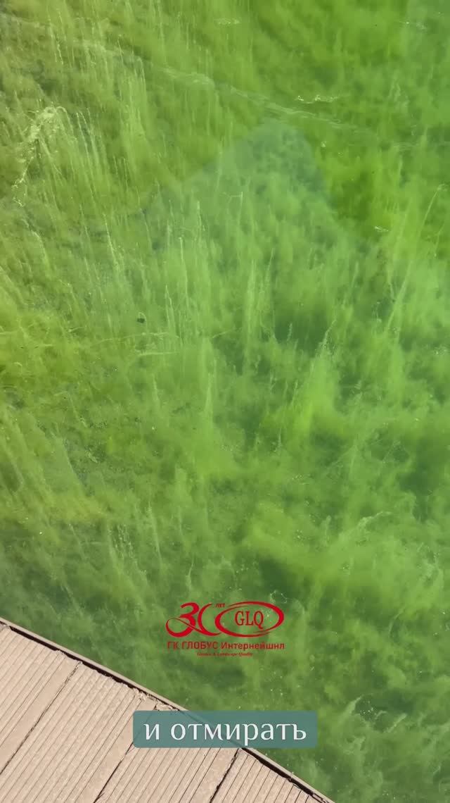 Биологический препарат для прудов GLQ BIO