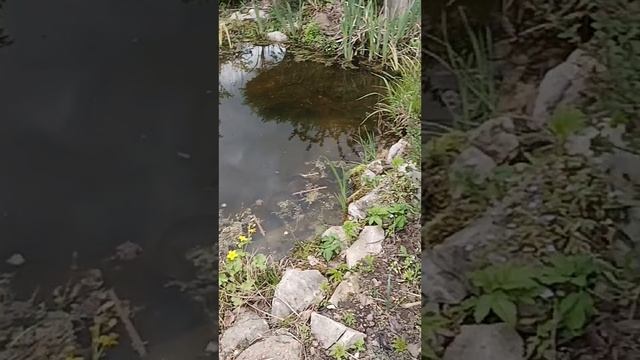 Прогулка по саду