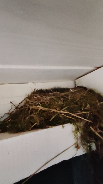 Зяблики вылупились (но пока прячутся)