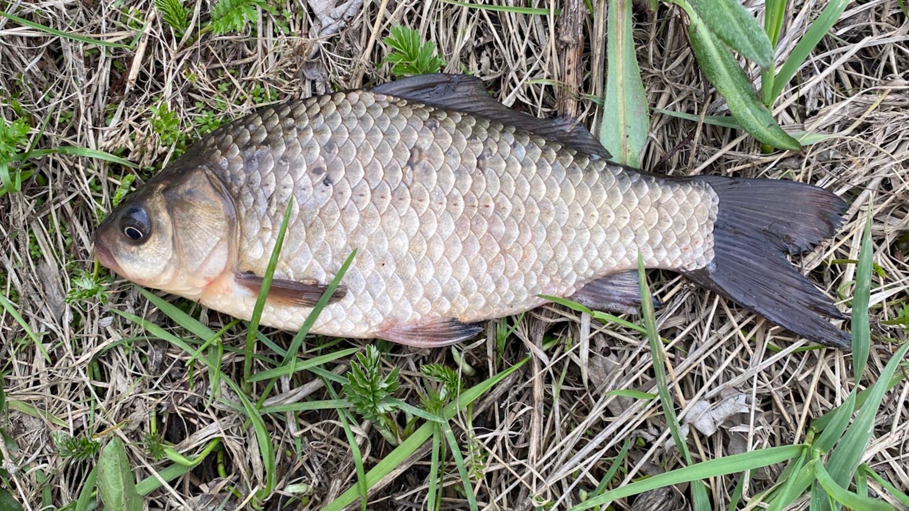 ЛОВЛЯ КАРАСЯ НА ПЛАТНИКЕ