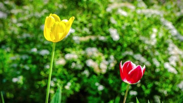 "ЛУИ АРМСТРОНГ в БАЛАШИХЕ"... (Фото из альбома Анатолия КОТОВА (Москва))