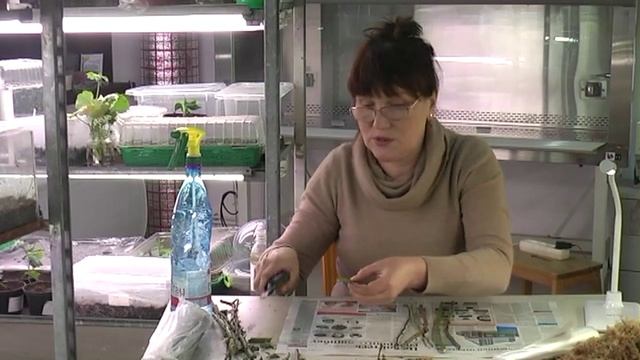 Как размножать растения методом буррито