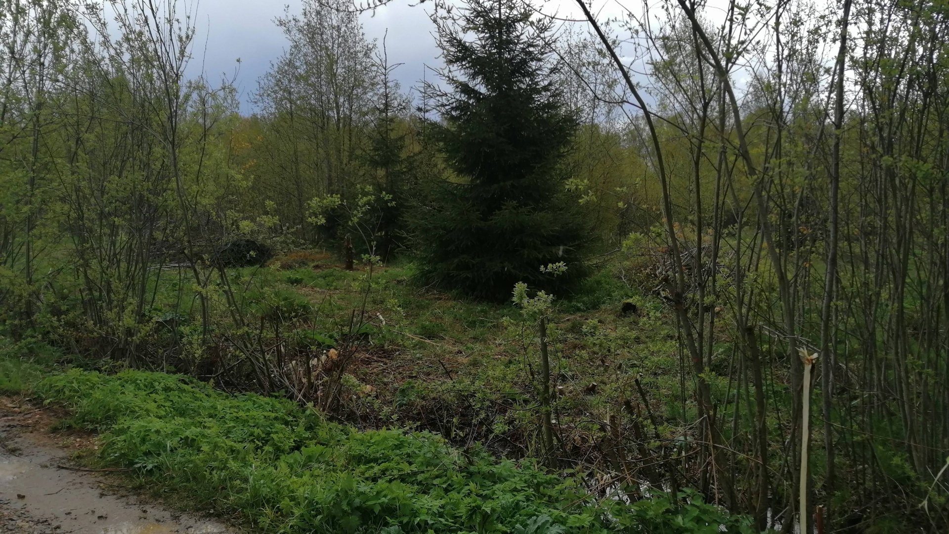 Заросший участок в д. Чисмена. Как облагородить целину! Борщевик- прочь! #1