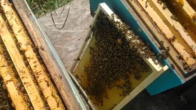 Есть ли матка в семье?
Проверка наличия матки в улье.