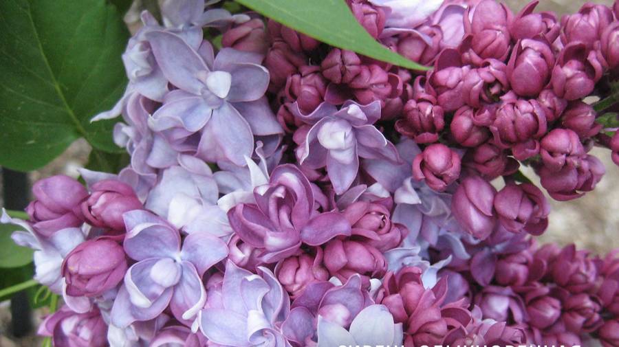 Сирень распустилась: эффектные сорта в продаже