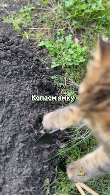 Я великий помогатор!😸 #котик #дача #помогатор