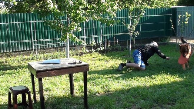 Овчарка играет