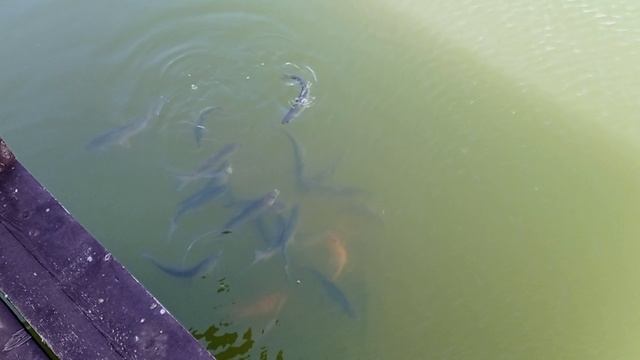 15 мая 2025 года- кормлю рыбу после известкования