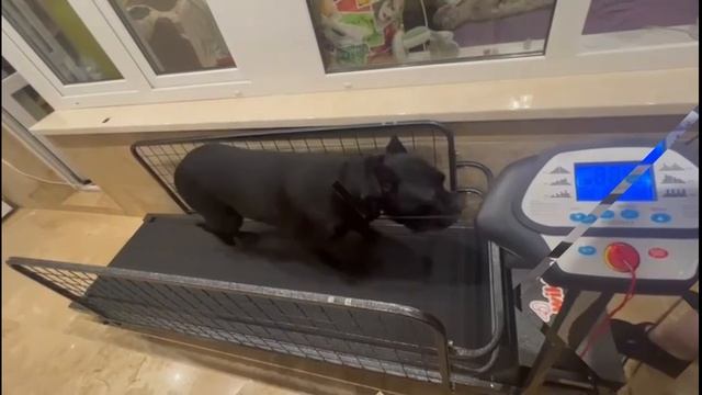 Беговая дорожка для собак