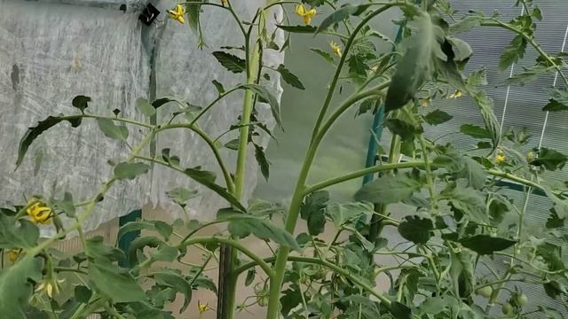 У томатов истончали макушки и замедлился рост. Можно ли и как это исправить