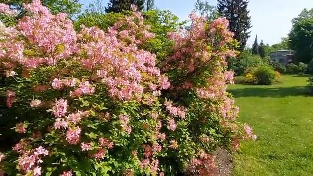 душевная прогулка среди цветущих рододендронов. Рената Смирнова. 2025
