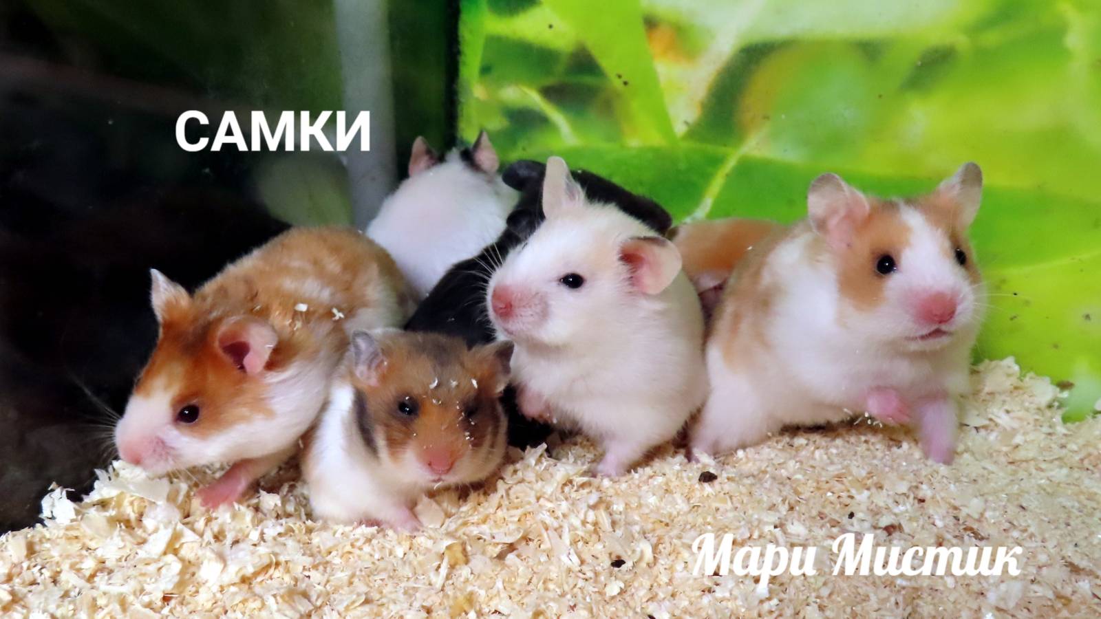 САМКИ #сирийскиехомяки #атласныйхомяк #купитьхомякапродам 89215950848