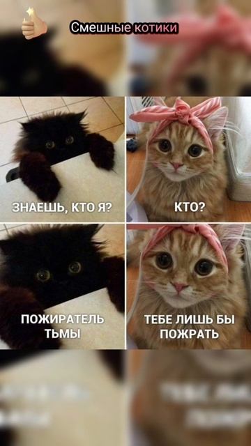 Смешные котики. Подборка очень милых👍💖#мемы #котики #топ