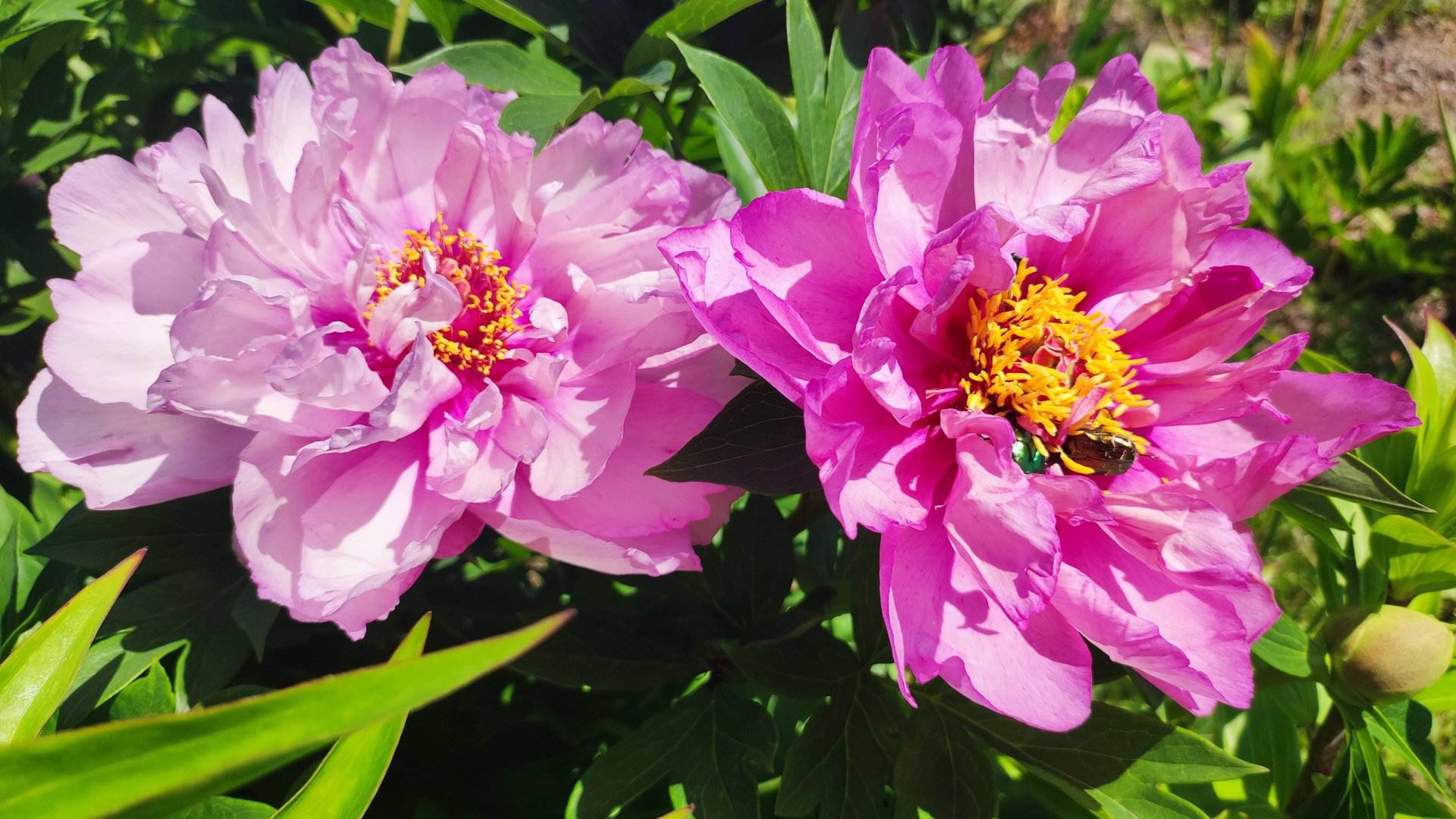 Наш сад 24.05. Садовые дела и цветение пионов.