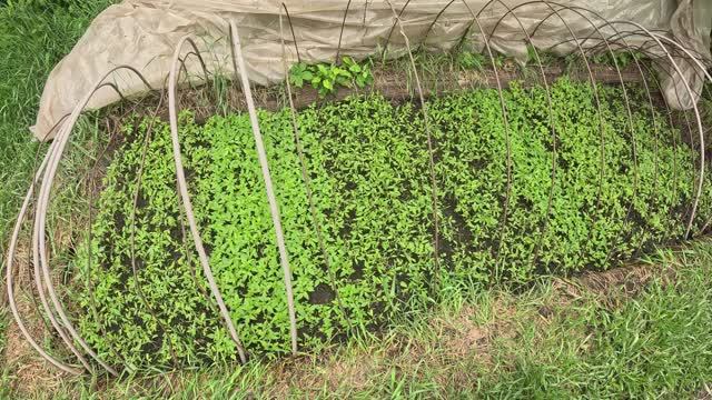 ОТец сажает помидоры в деревне 25 05 25г