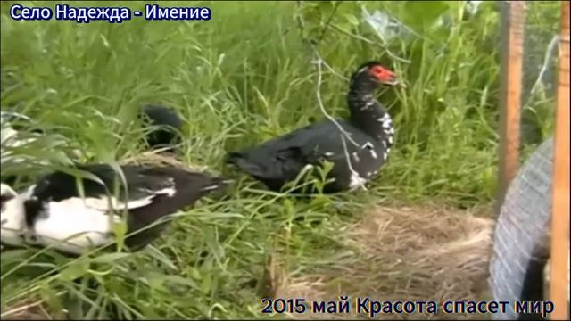 2025 май Село Надежда - Имение