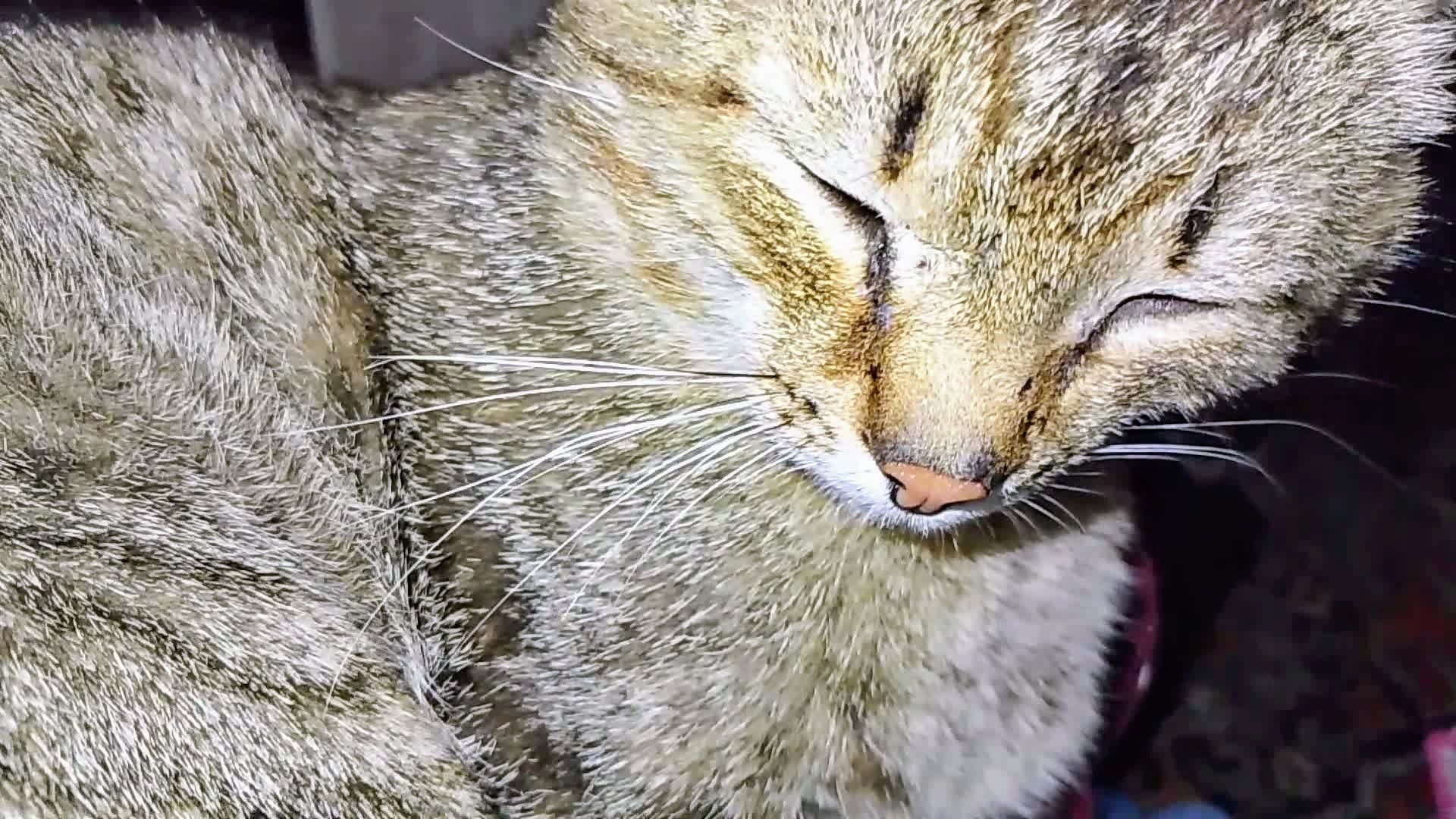 Утро–вечер. Снег в конце мая!👻 Пеку беляшики. Сонный Максик остался без внимания.😻😁