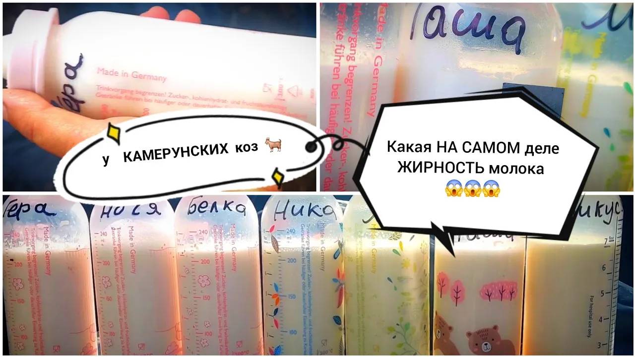 Как ПРОВЕРИТЬ жирность молока в ДОМАШНИХ УСЛОВИЯХ  😁